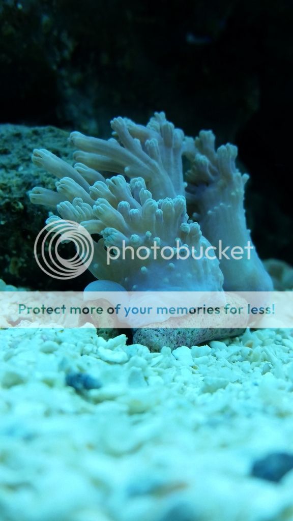 My New Vargas Cespitularia Coral, Aquacultured ORA | Reef2Reef