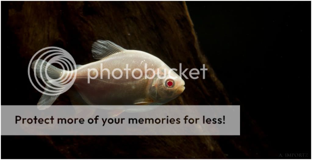 Albino Pacu Photo Shoot | MonsterFishKeepers.com