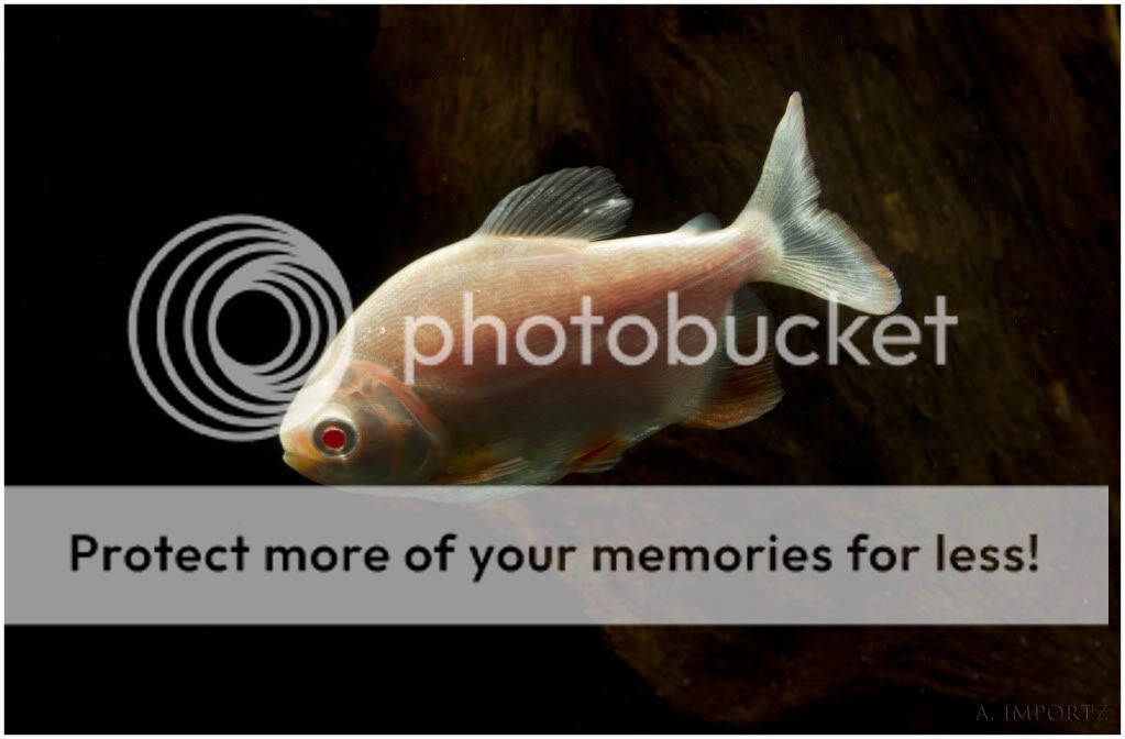 Albino Pacu Photo Shoot | MonsterFishKeepers.com
