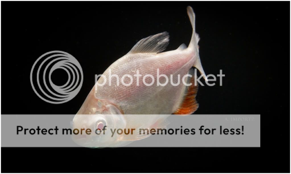 Albino Pacu Photo Shoot | MonsterFishKeepers.com