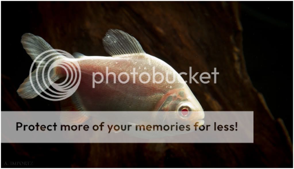 Albino Pacu Photo Shoot | MonsterFishKeepers.com