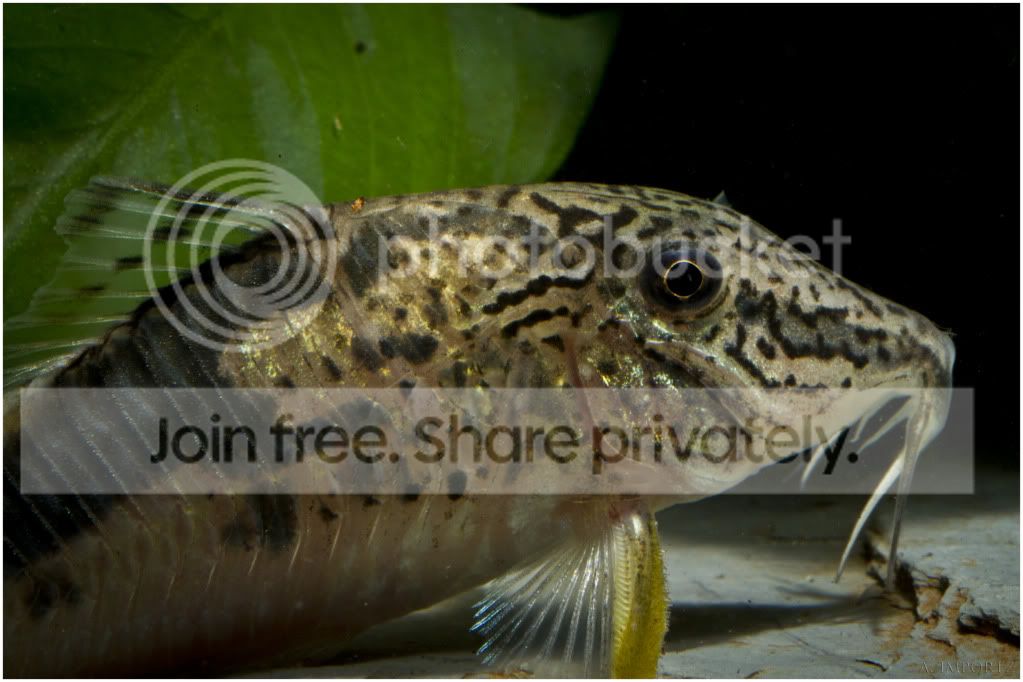 Corydoras fowleri | MonsterFishKeepers.com