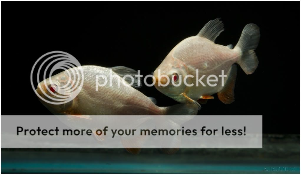 Albino Pacu Photo Shoot | MonsterFishKeepers.com