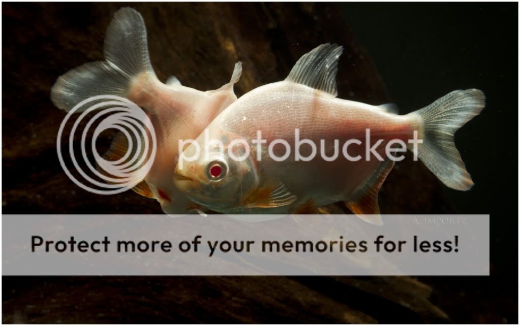 Albino Pacu Photo Shoot | MonsterFishKeepers.com