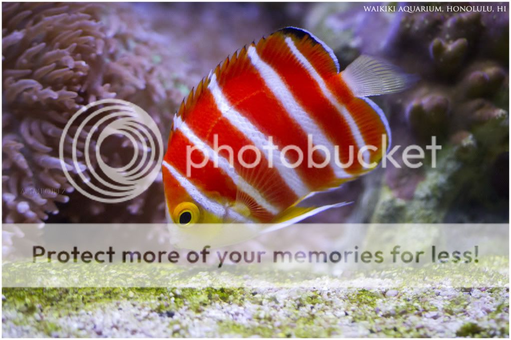 First ever Peppermint Angelfish (centropyge boylei) on display ...