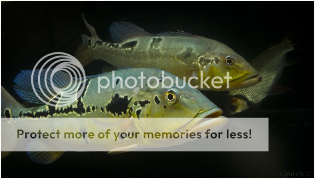 Cichla sp. Salvador | MonsterFishKeepers.com